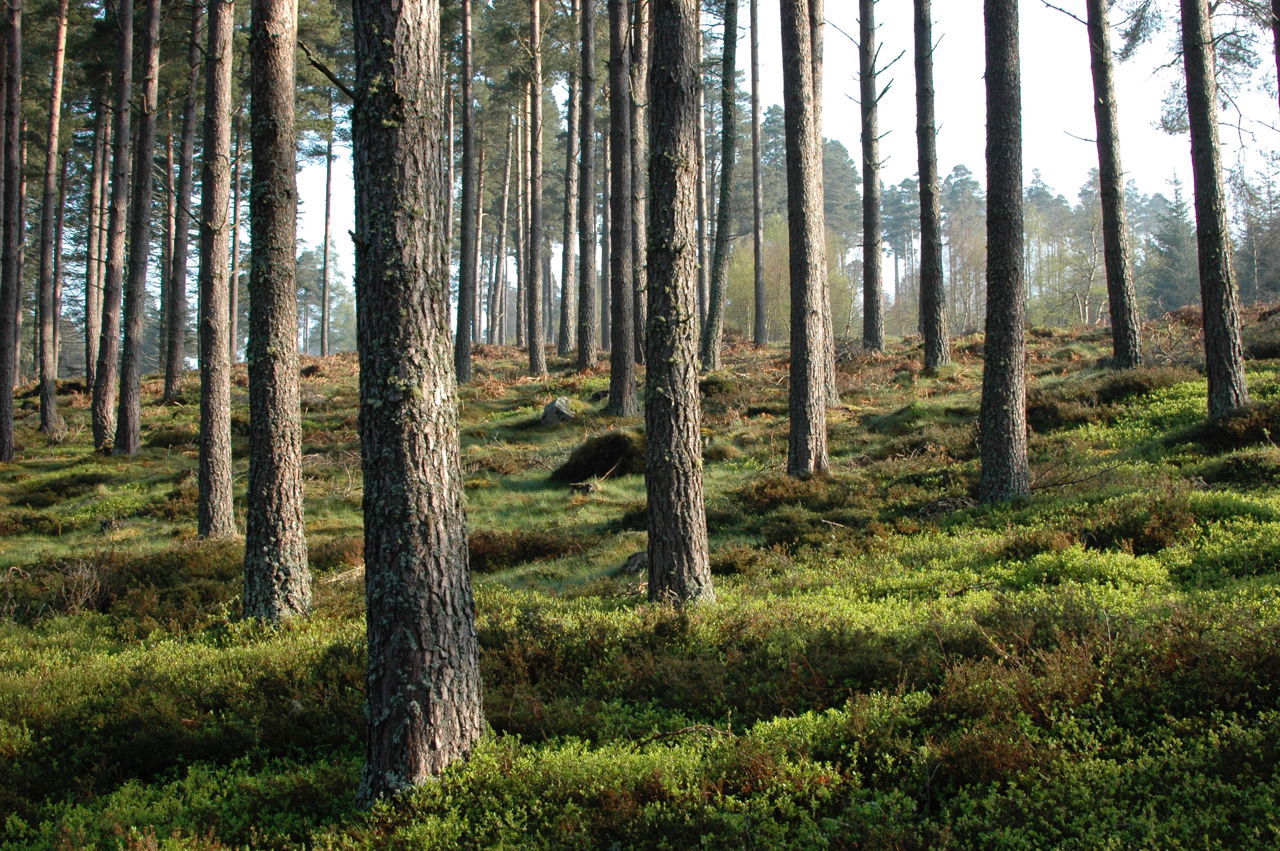Forestry Management Services | Forestry | Carbon | Galbraith | Galbraith